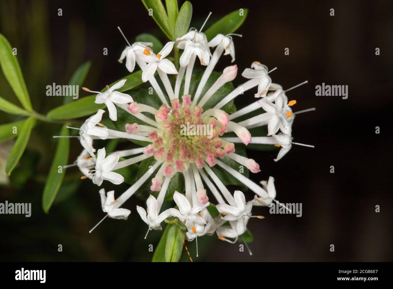 Slender rice hi-res stock photography and images - Alamy