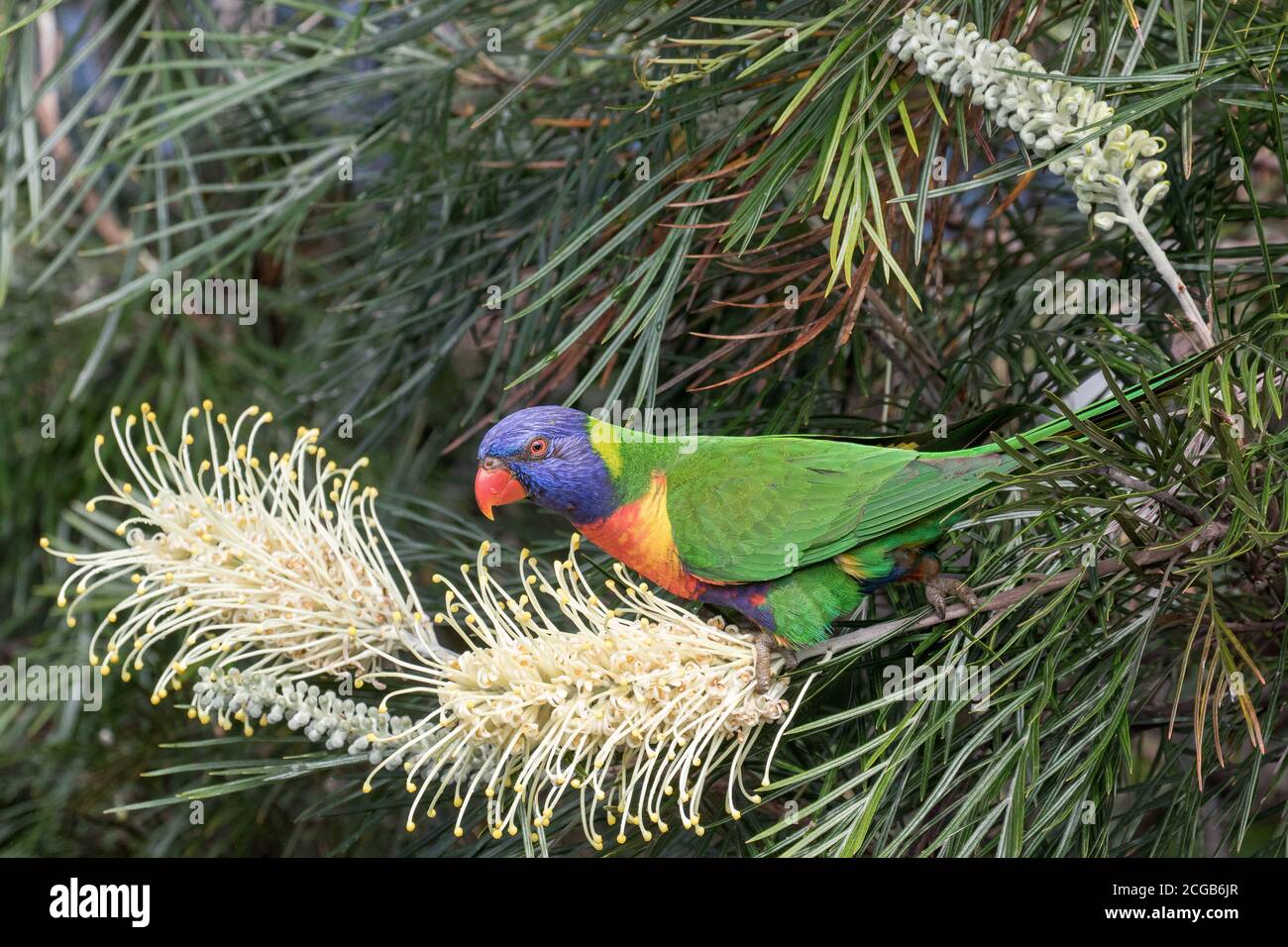Rainbow Lorikeet feeding on nectar from a Grevillea flower Stock Photo ...