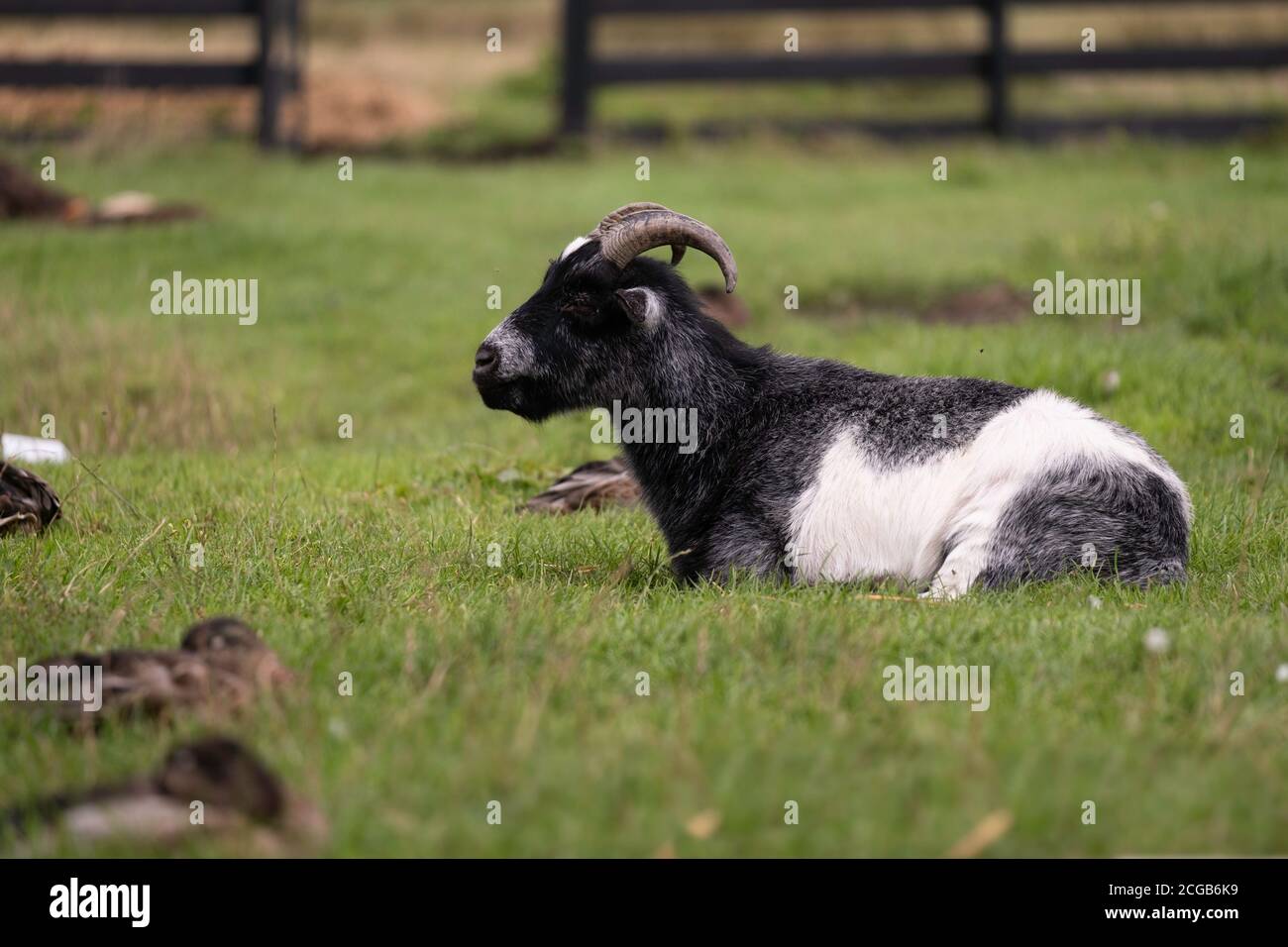 Black and white goat with horns is ruminating in the grass between a ...