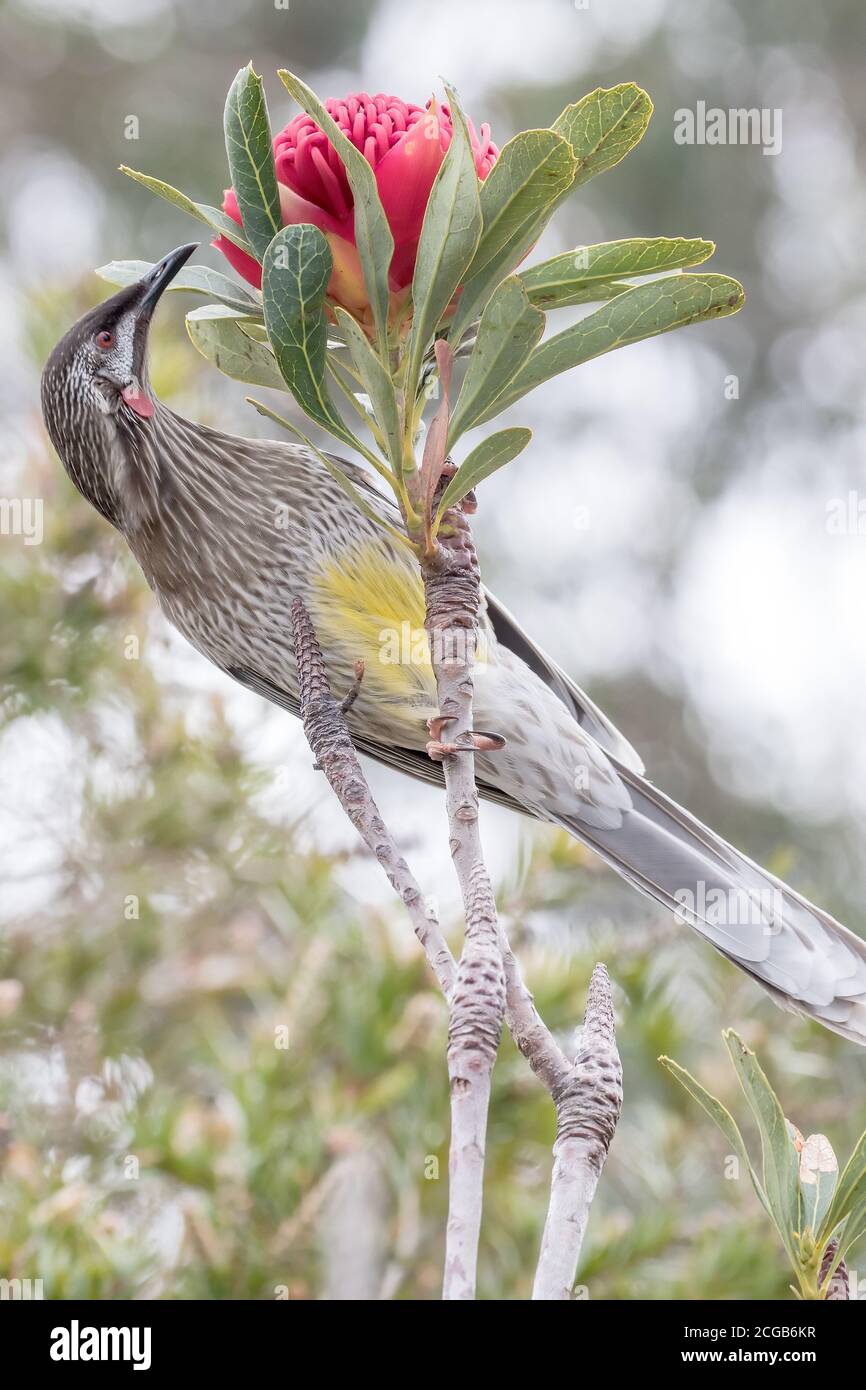 Red Wattle bird feeding on the nectar of a Waratah Flower Stock Photo ...