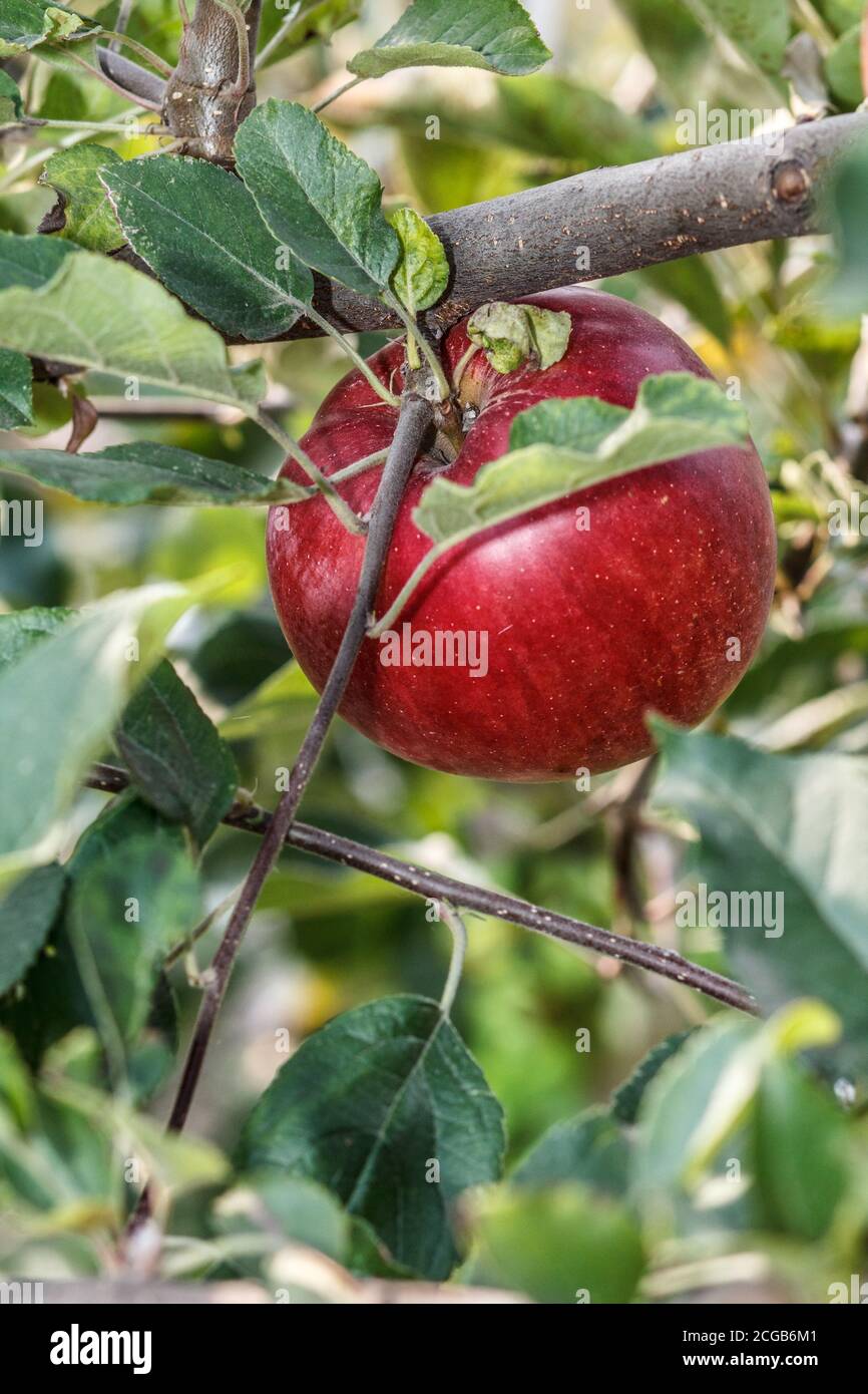 Red apple fruit ripens hi-res stock photography and images - Alamy