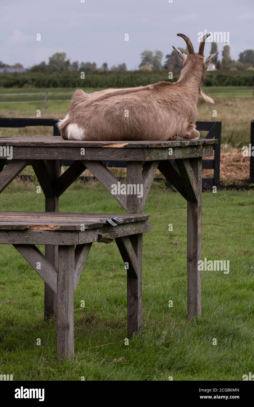 Goat legs standing hi-res stock photography and images - Alamy