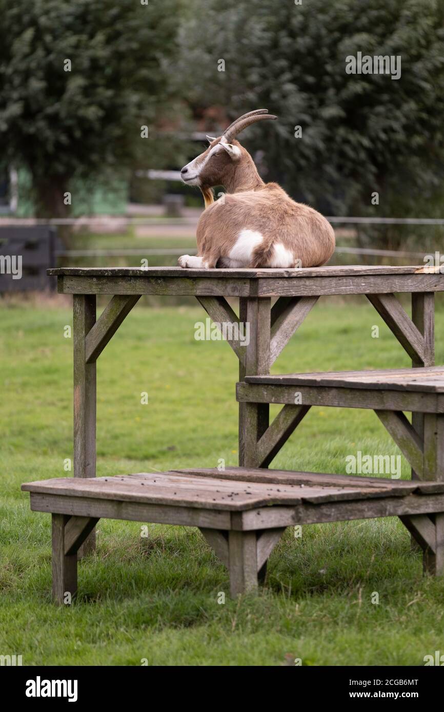 Goat legs standing hi-res stock photography and images - Alamy