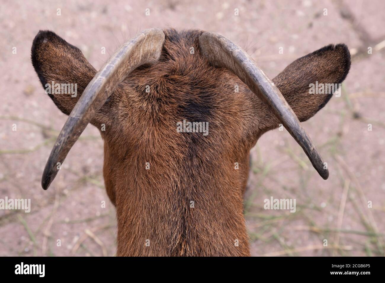 African pygmy goat hi-res stock photography and images - Alamy