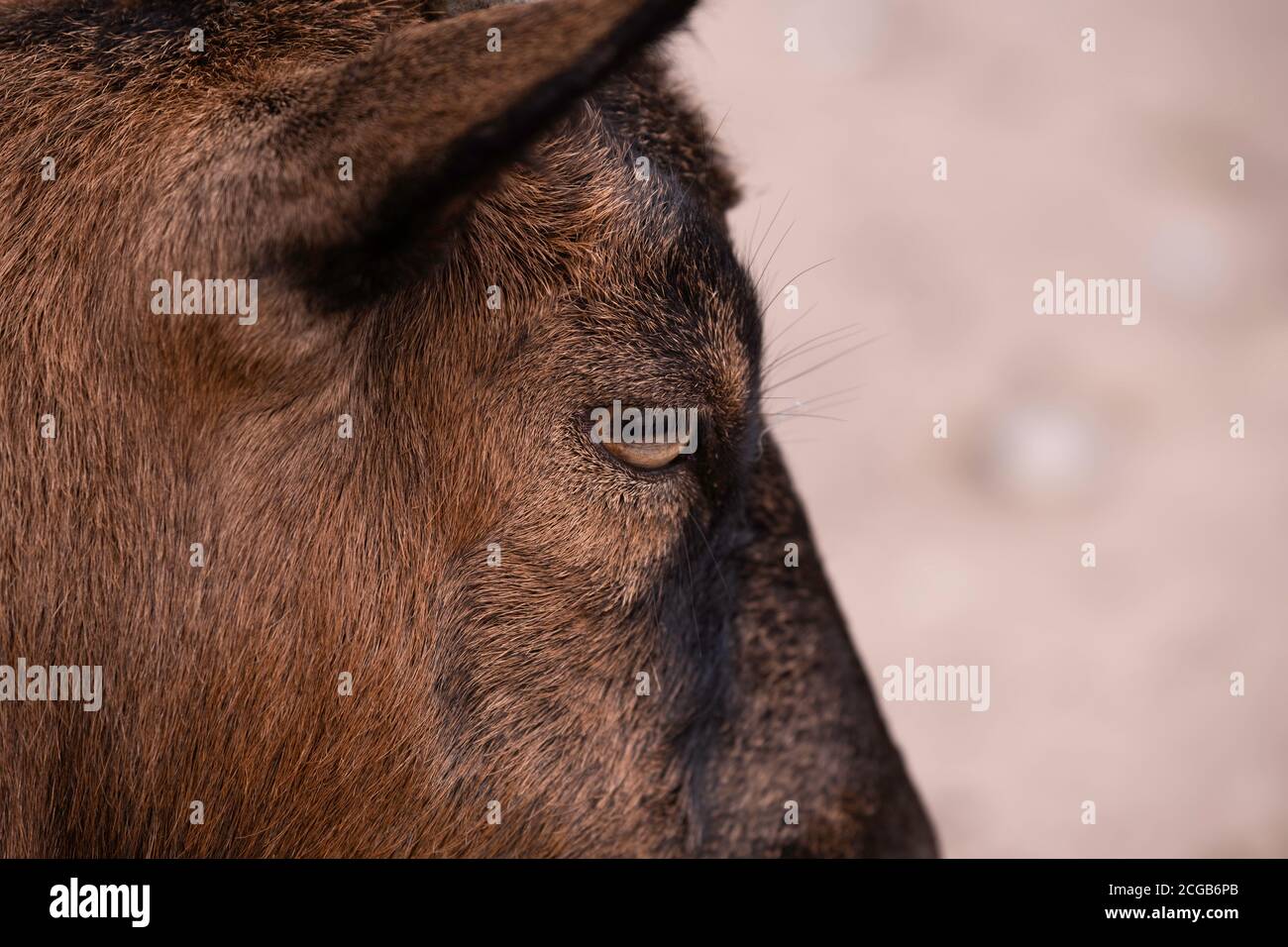 Part of the head of a brown dwarf or pygmy goat in side view. Focus on ...