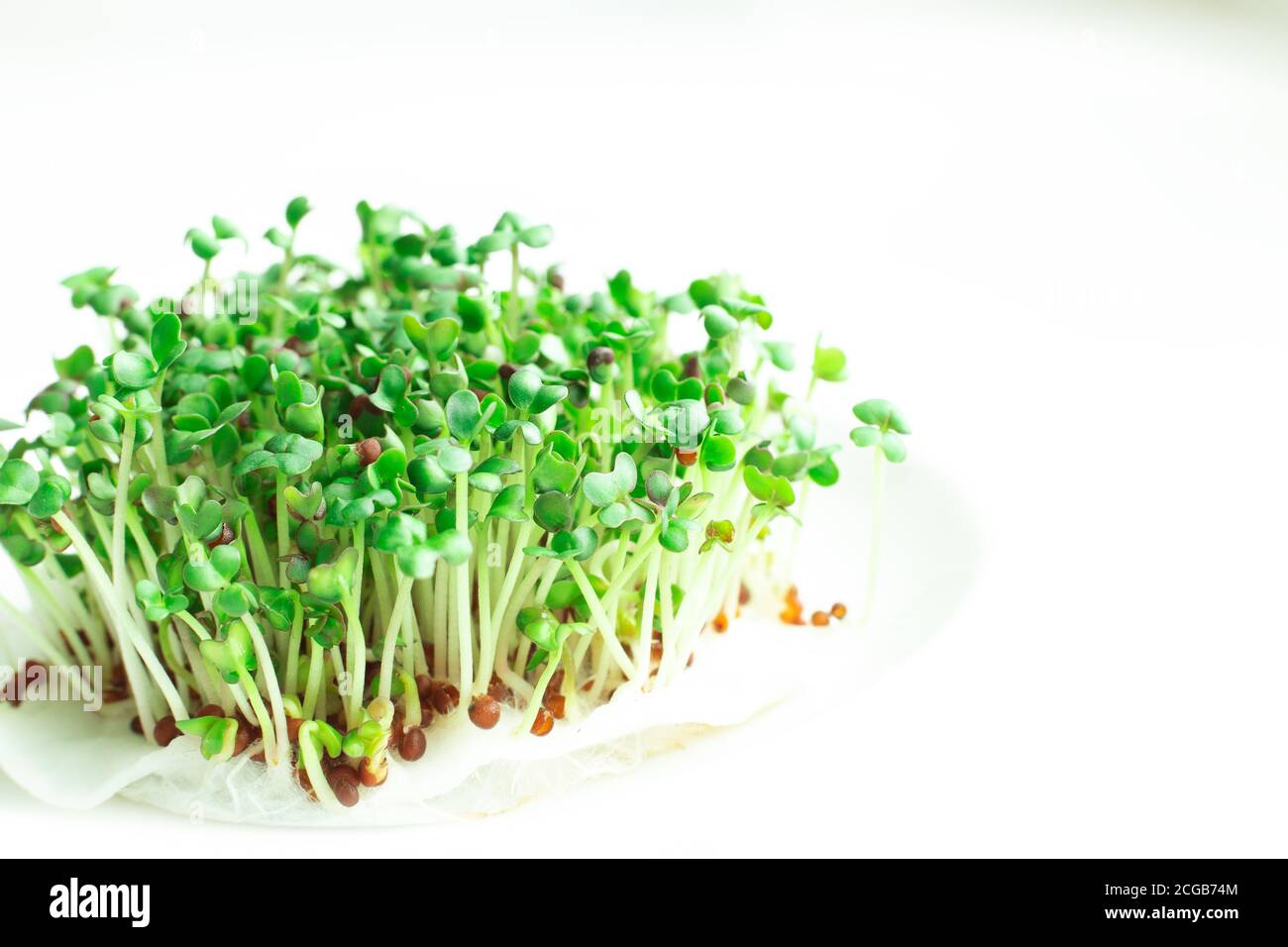 Fresh micro greens closeup. Microgreen mustard sprouts. Microgreens ...