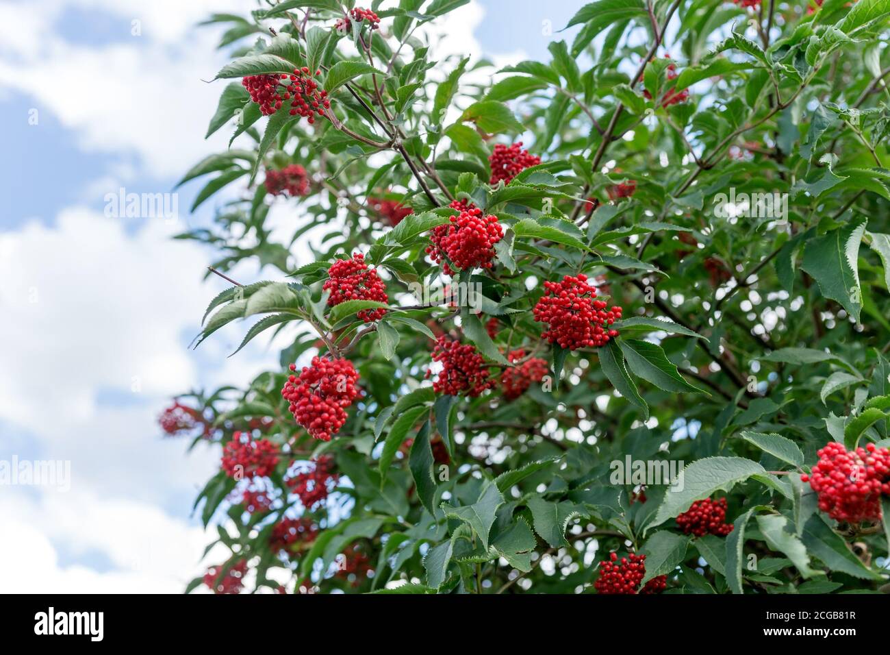 Elderberry red tree (Sambucus racemosa) with ripe red berries against ...