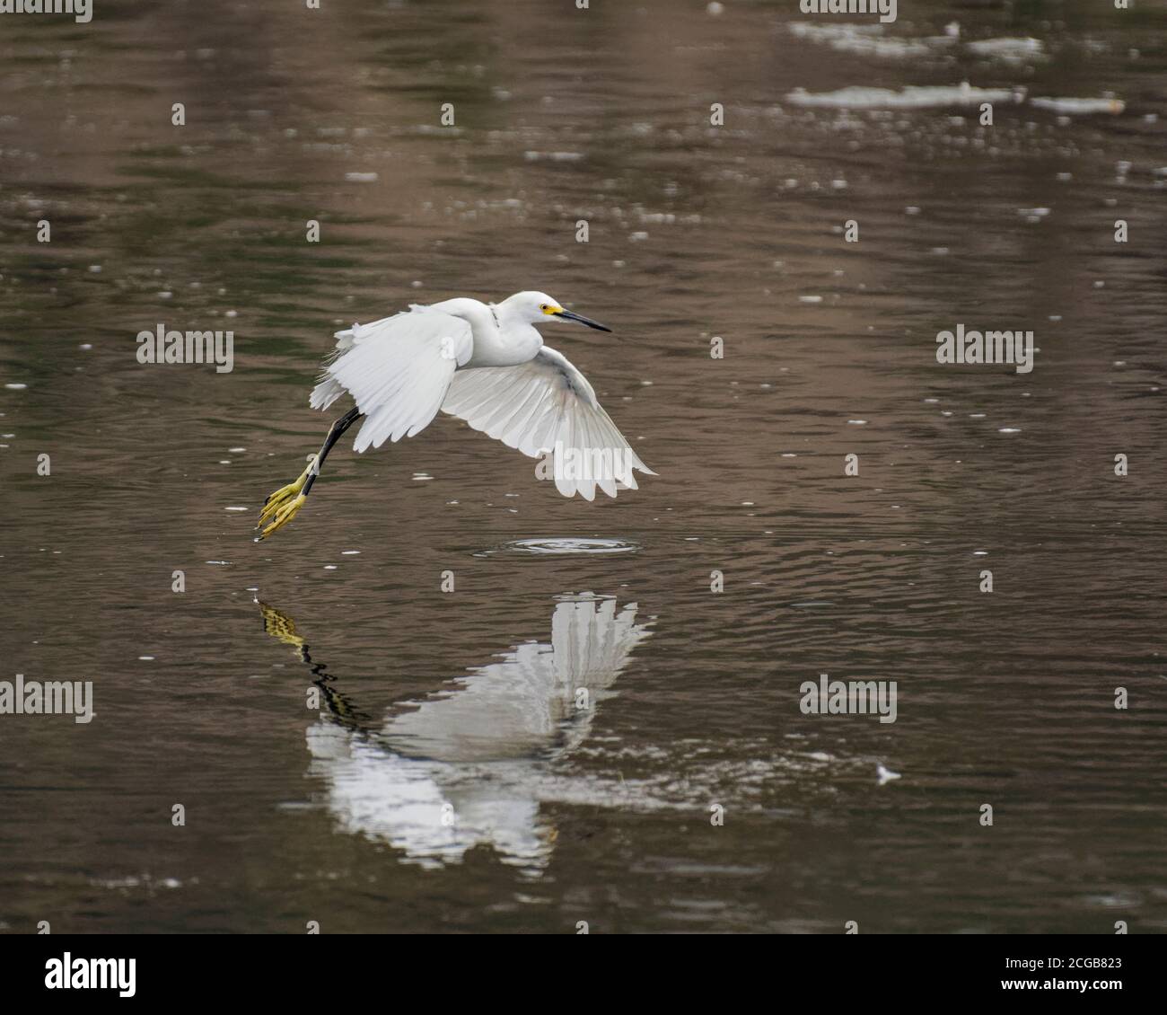 Snowy egret ( Egretta thula) in Malibu Lagoon State Beach CA USA Stock ...
