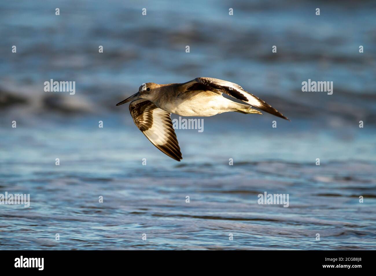 Flying bird sand isolated hi-res stock photography and images - Alamy