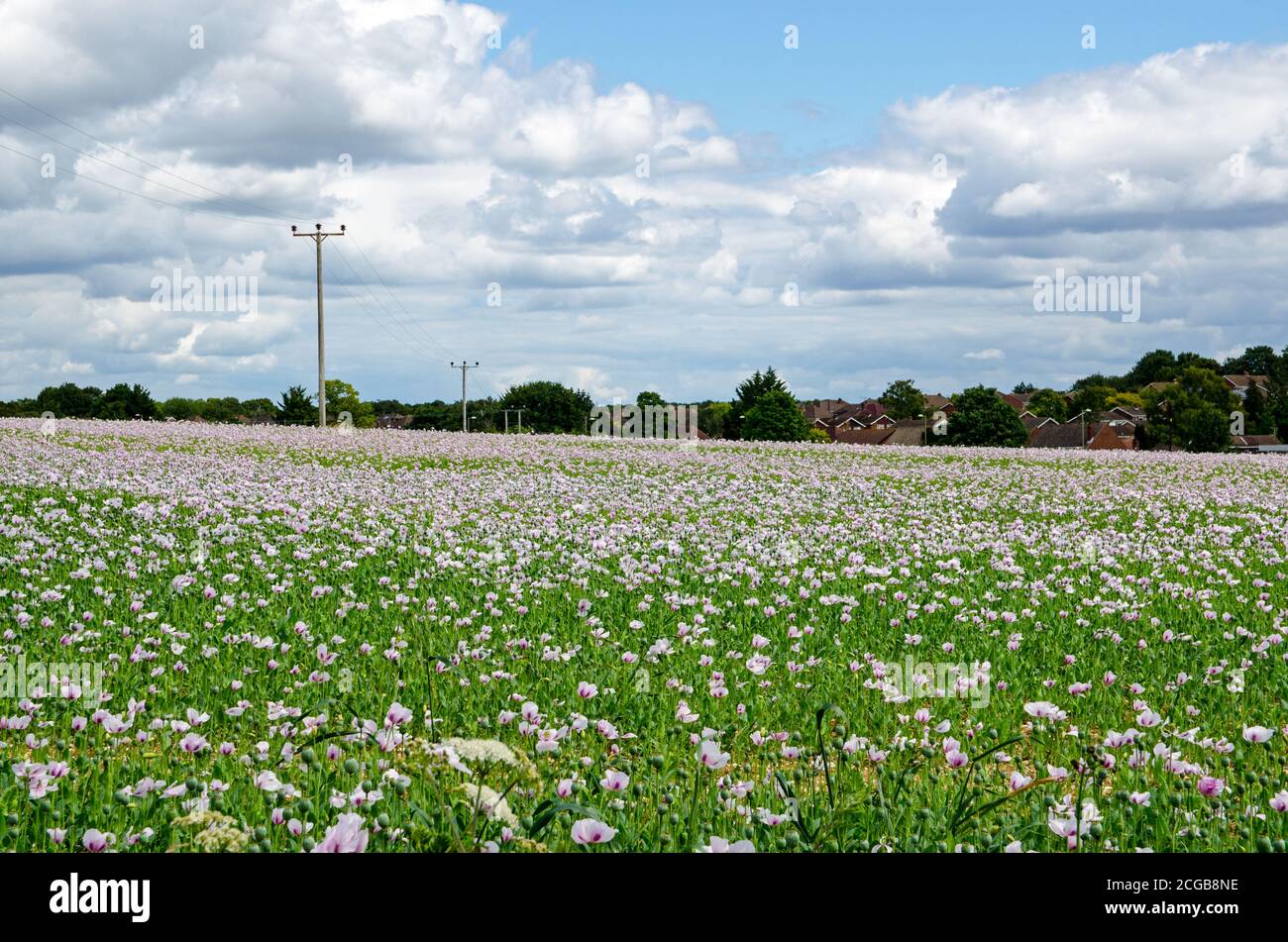 A field of cultivated opium poppies growing in Basingstoke, Hampshire ...