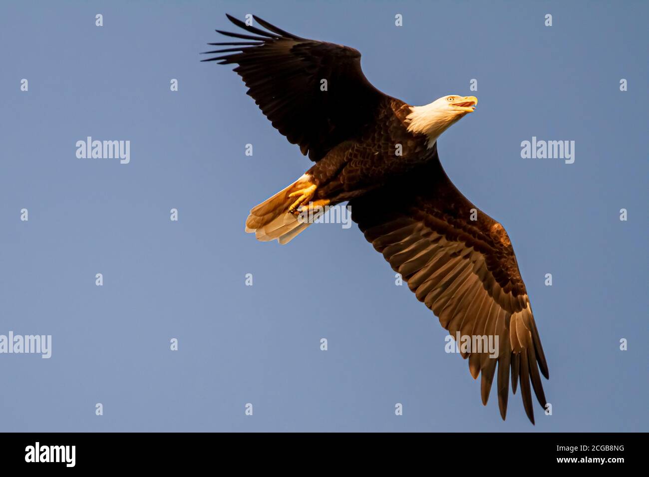 Bald eagle tail feathers hi-res stock photography and images - Alamy