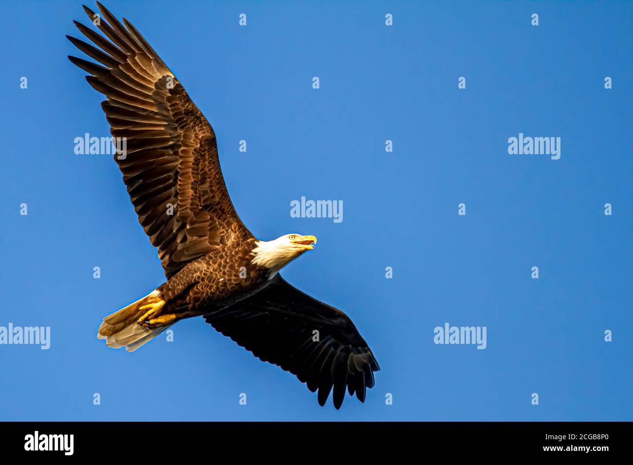 An overhead close up shot of an American Bald eagle (Haliaeetus ...