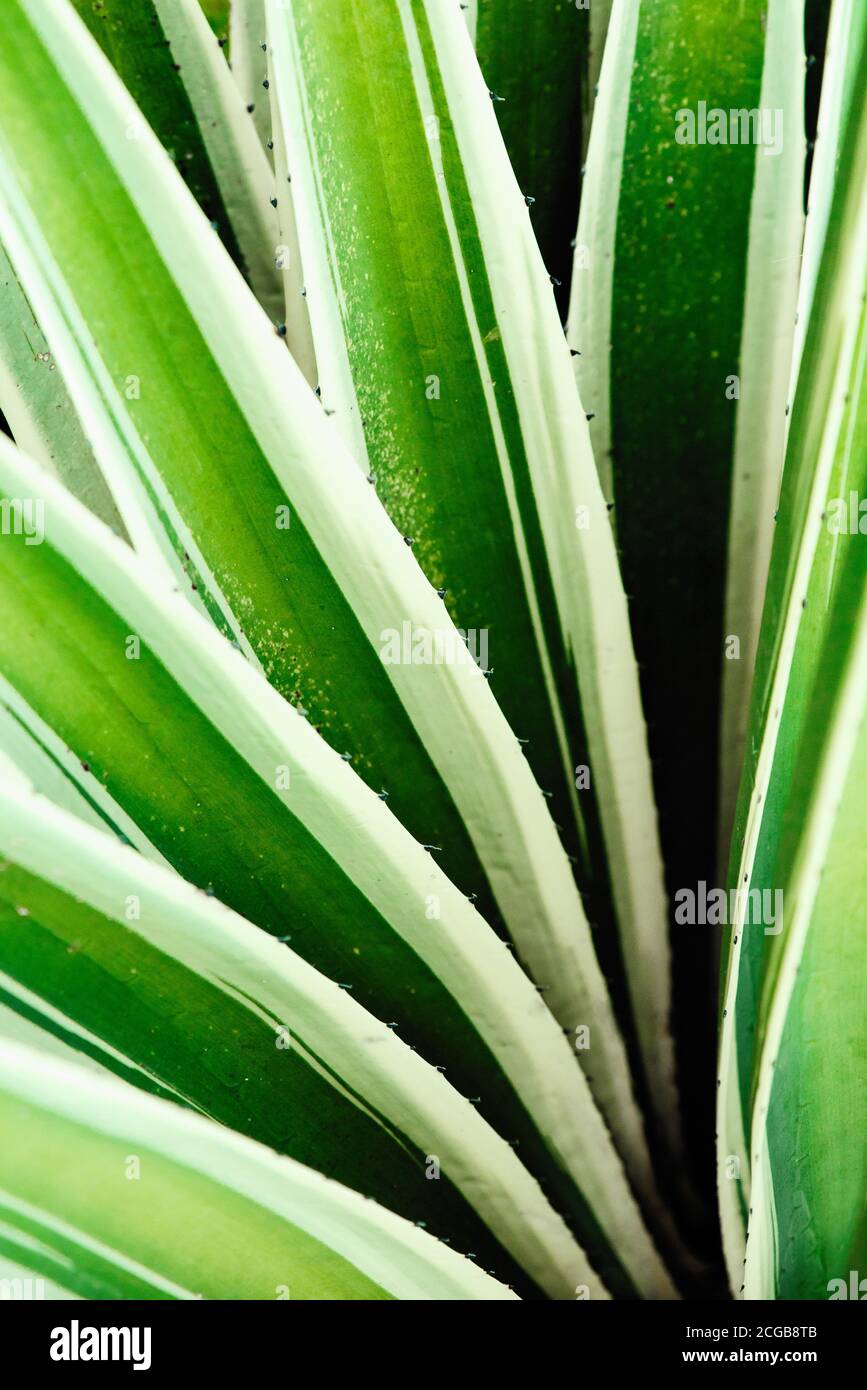 Aloe vera wallpaper hi-res stock photography and images - Alamy