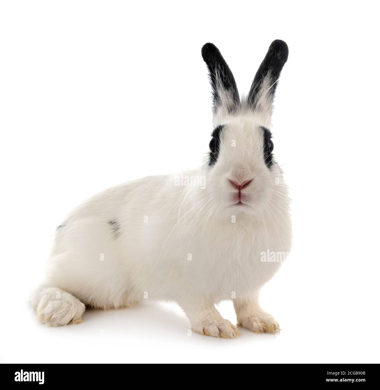 English Spot rabbit in front of white background Stock Photo - Alamy