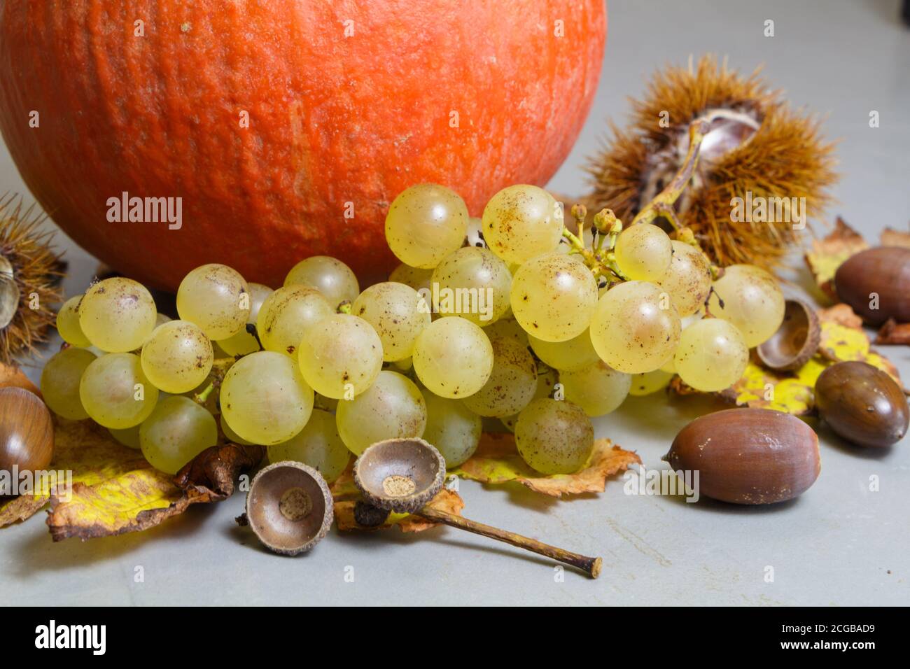 Pumpkin, chestnuts, husks, bunch of grapes, acorn and vine leaves after ...