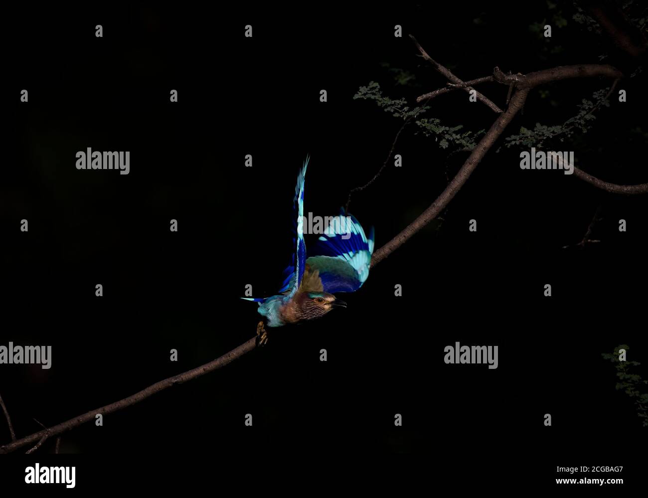 Indian roller in flight hi-res stock photography and images - Alamy