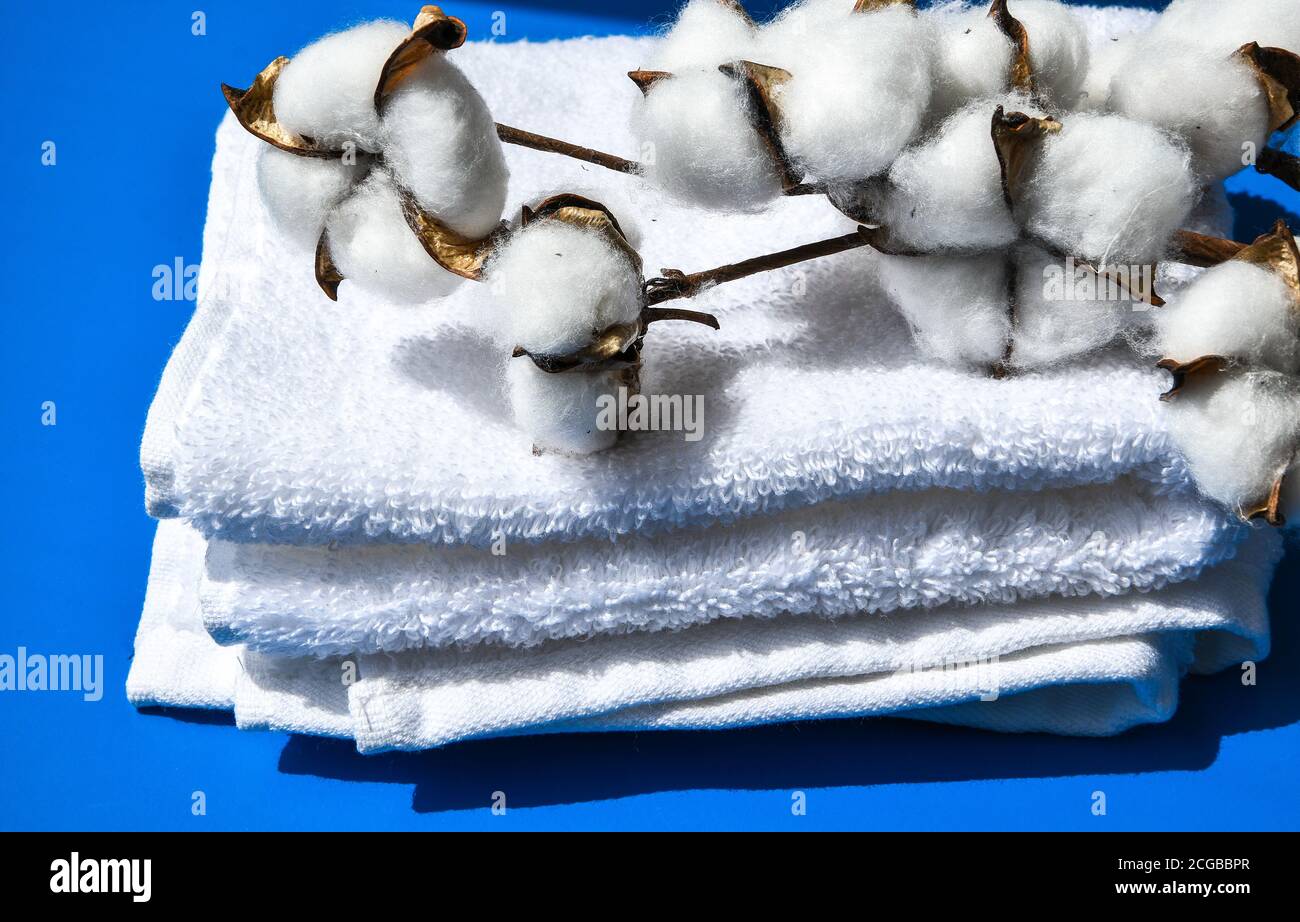 Flat lay Beautiful cotton branch on white fabric top view copy space ...