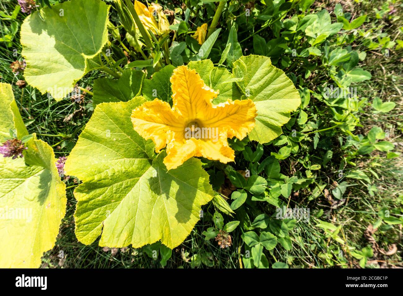 pumpkin, bush flowering plant in the summer in the garden, photo Stock ...