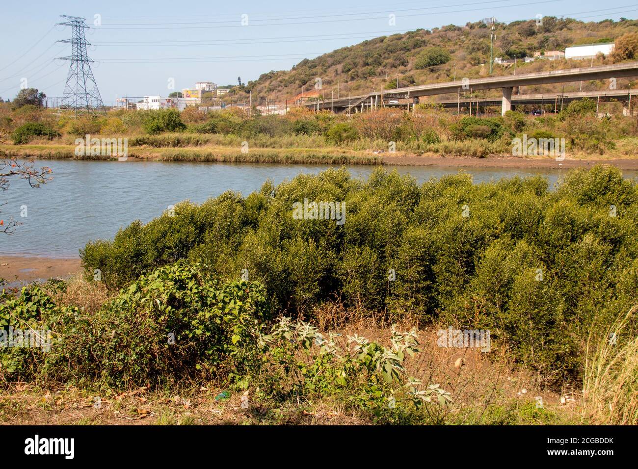 Bush growing on banks of umgeni river with concrete freeway flyover ...