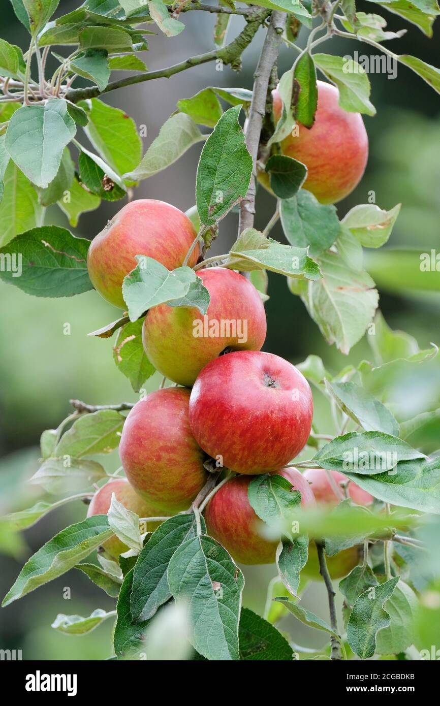 Red apple tree hi-res stock photography and images - Alamy