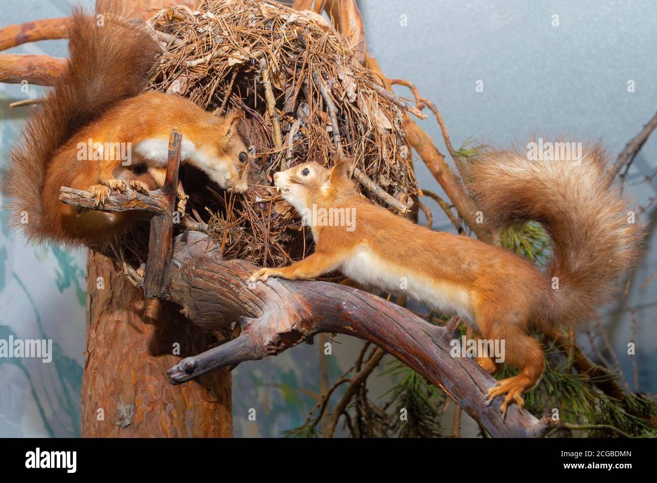 Furry tails hi-res stock photography and images - Alamy