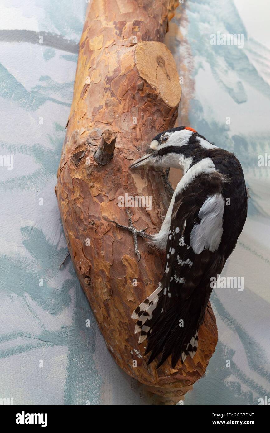 Singapore insects hi-res stock photography and images - Alamy