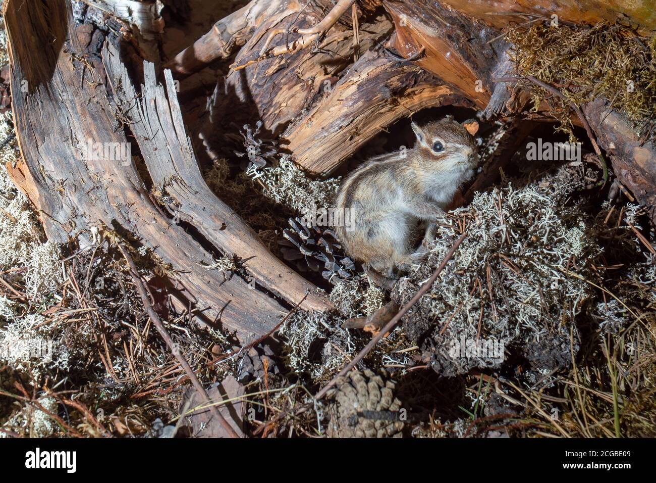 Hiding for hunting. Front and side view. Stuffed Stock Photo - Alamy