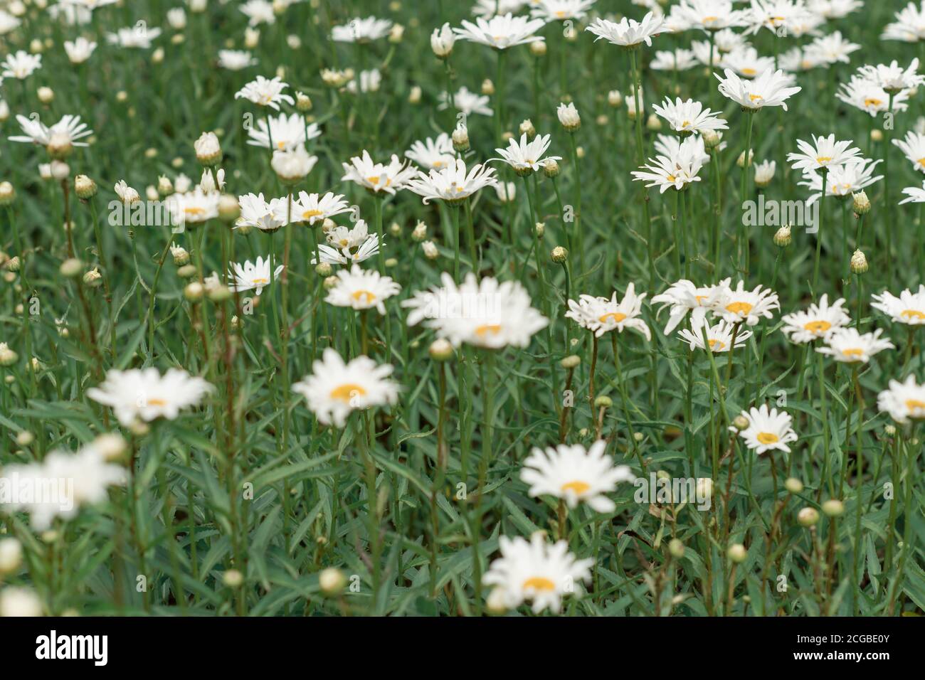 A beautiful daisies field in spring Background Stock Photo - Alamy