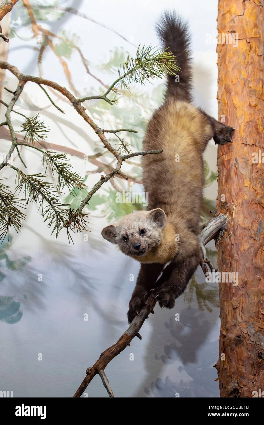 Scottish weasel hi-res stock photography and images - Alamy