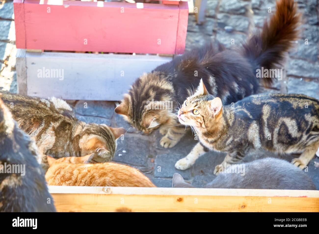 Wild cats outside waiting for food Stock Photo - Alamy
