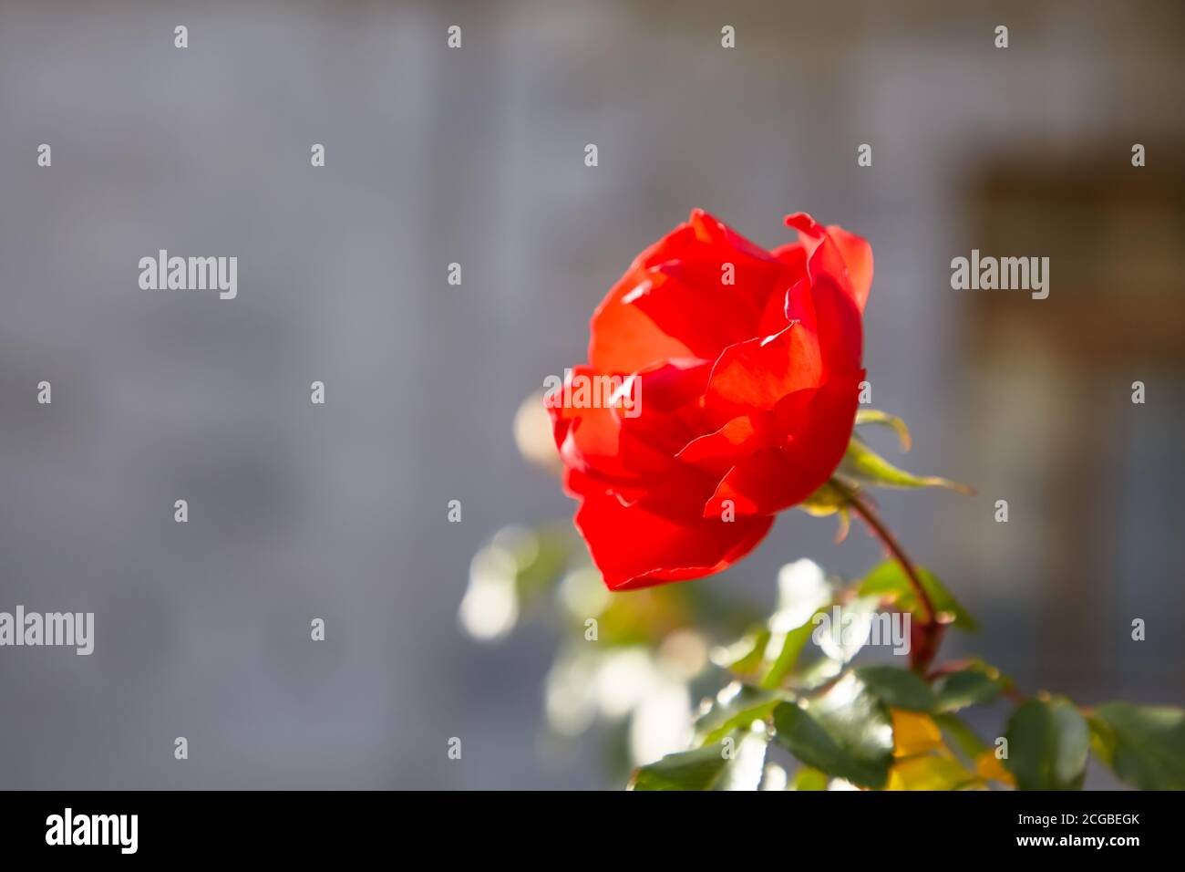 Red rose flower close up Stock Photo - Alamy