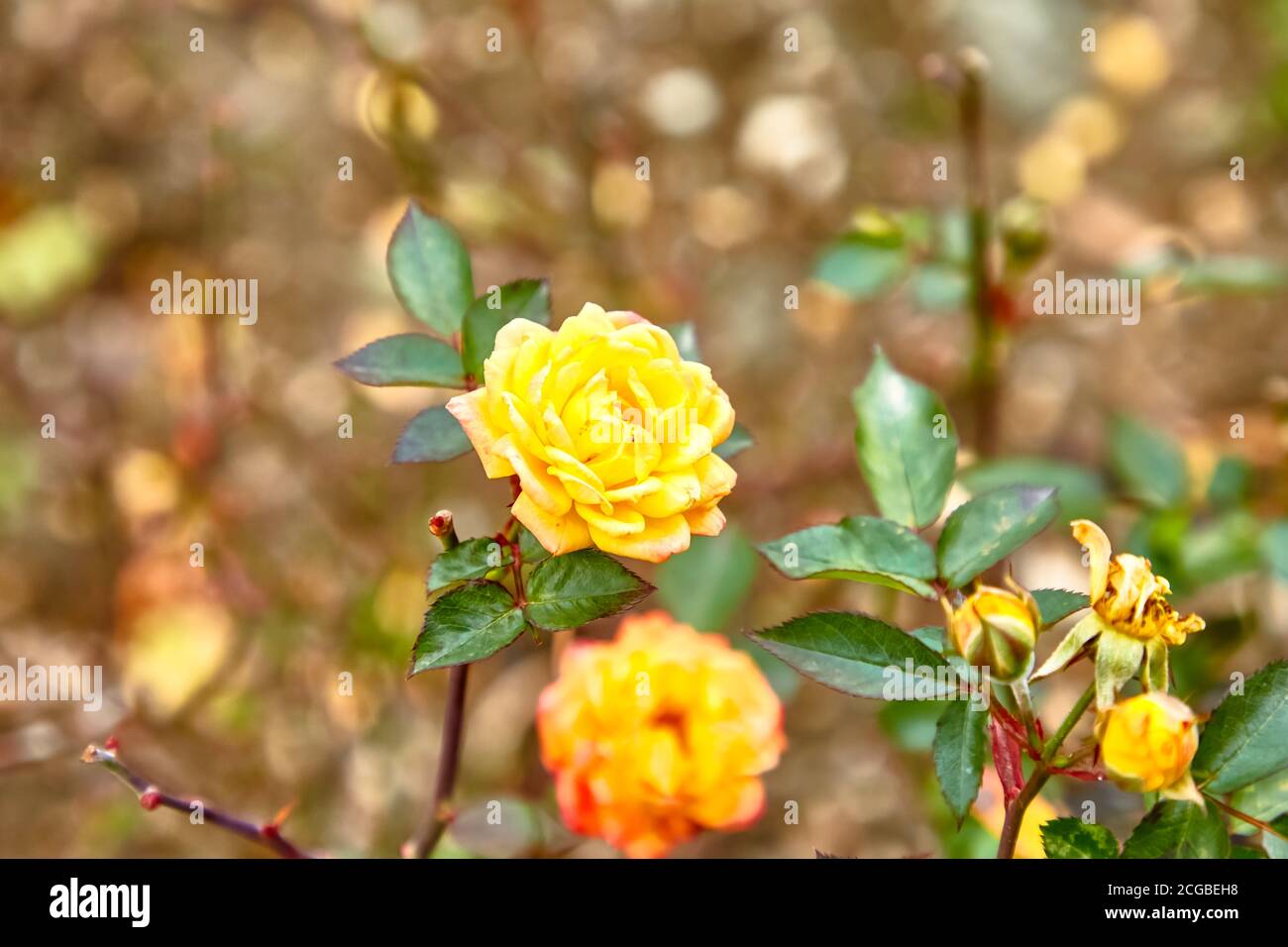 Rose grows hi-res stock photography and images - Alamy