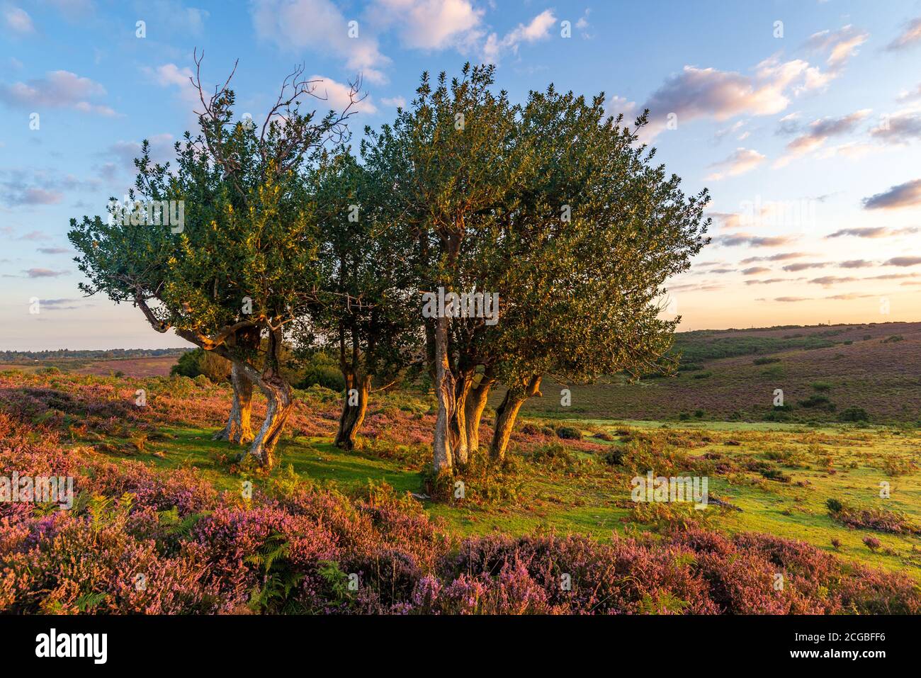 Small copse of holly trees in early morning sunlight Stock Photo - Alamy