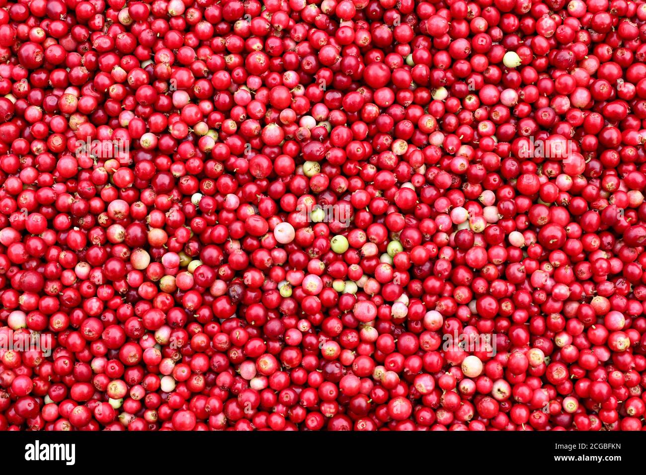 Cranberries - healthy berries contain plentiful organic acids, vitamin ...