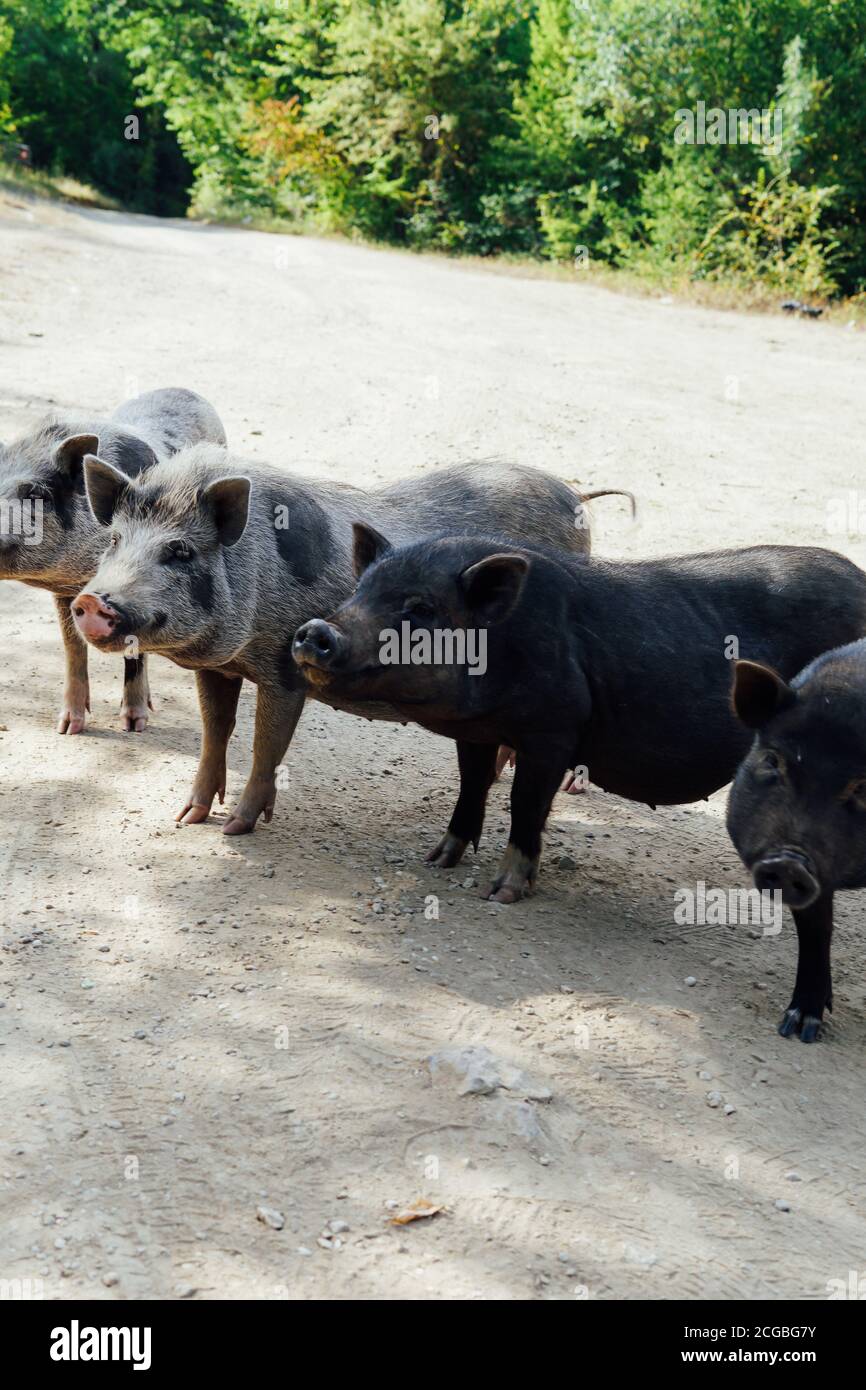 four wild boar pig pigs in the woods Stock Photo - Alamy