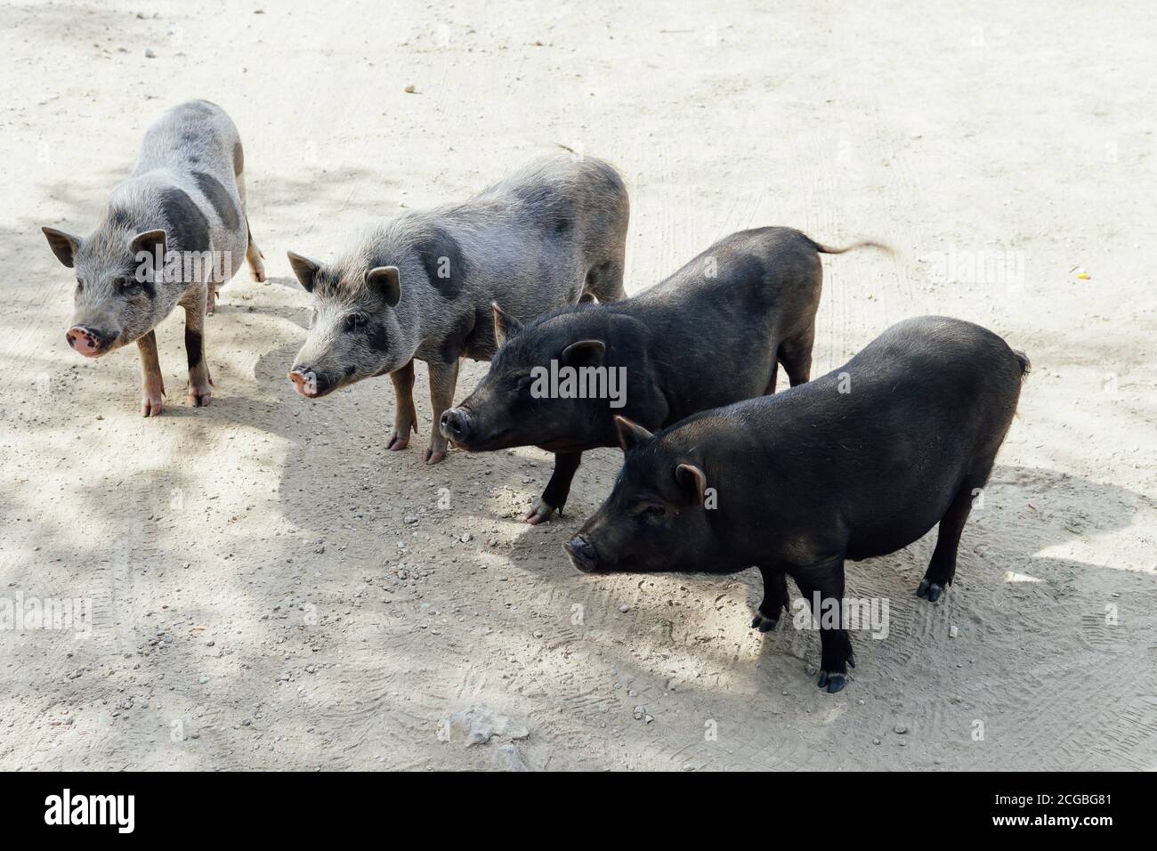 four wild boar pig pigs in the woods Stock Photo - Alamy