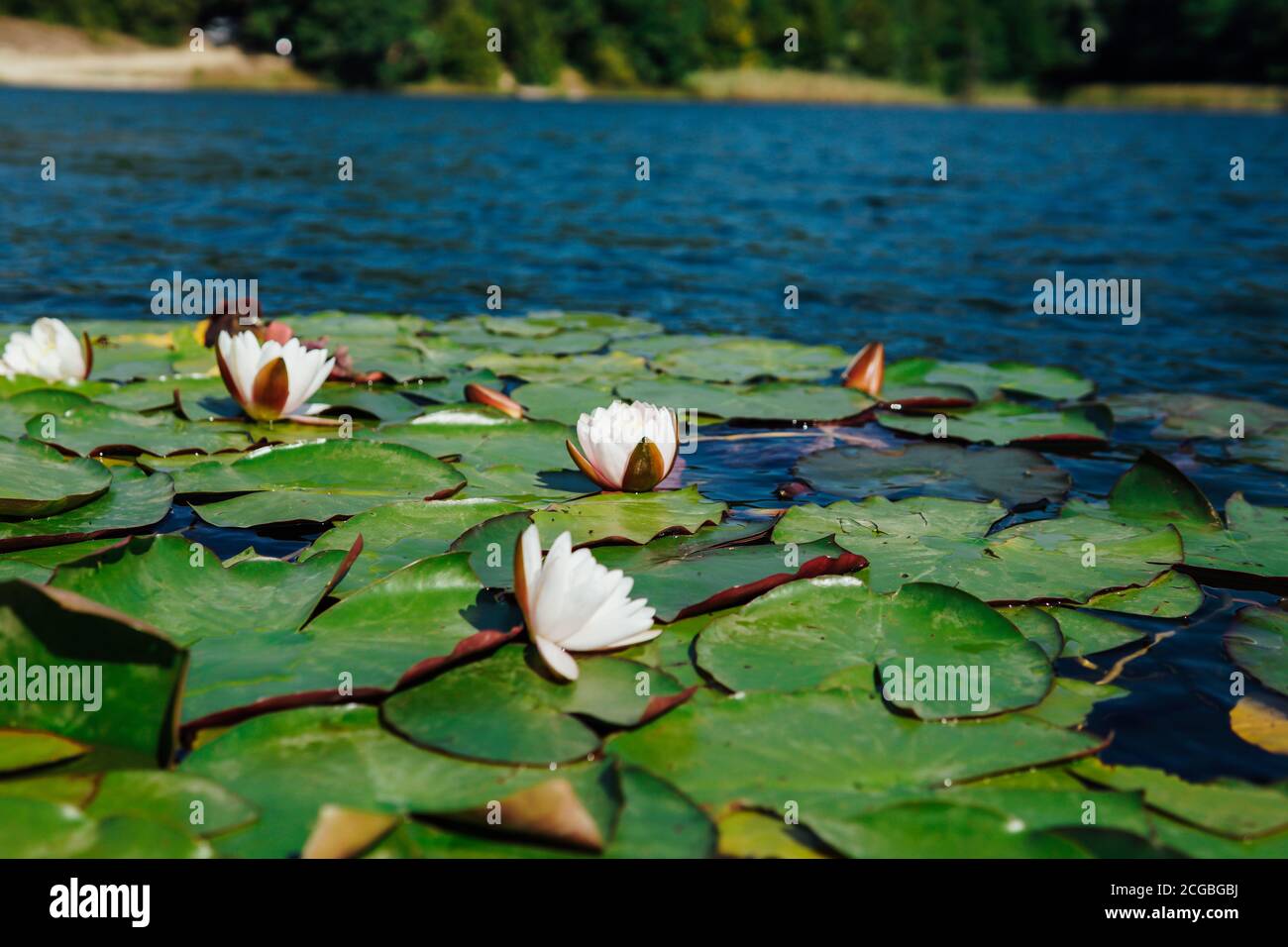 Pristine white water lily hi-res stock photography and images - Alamy
