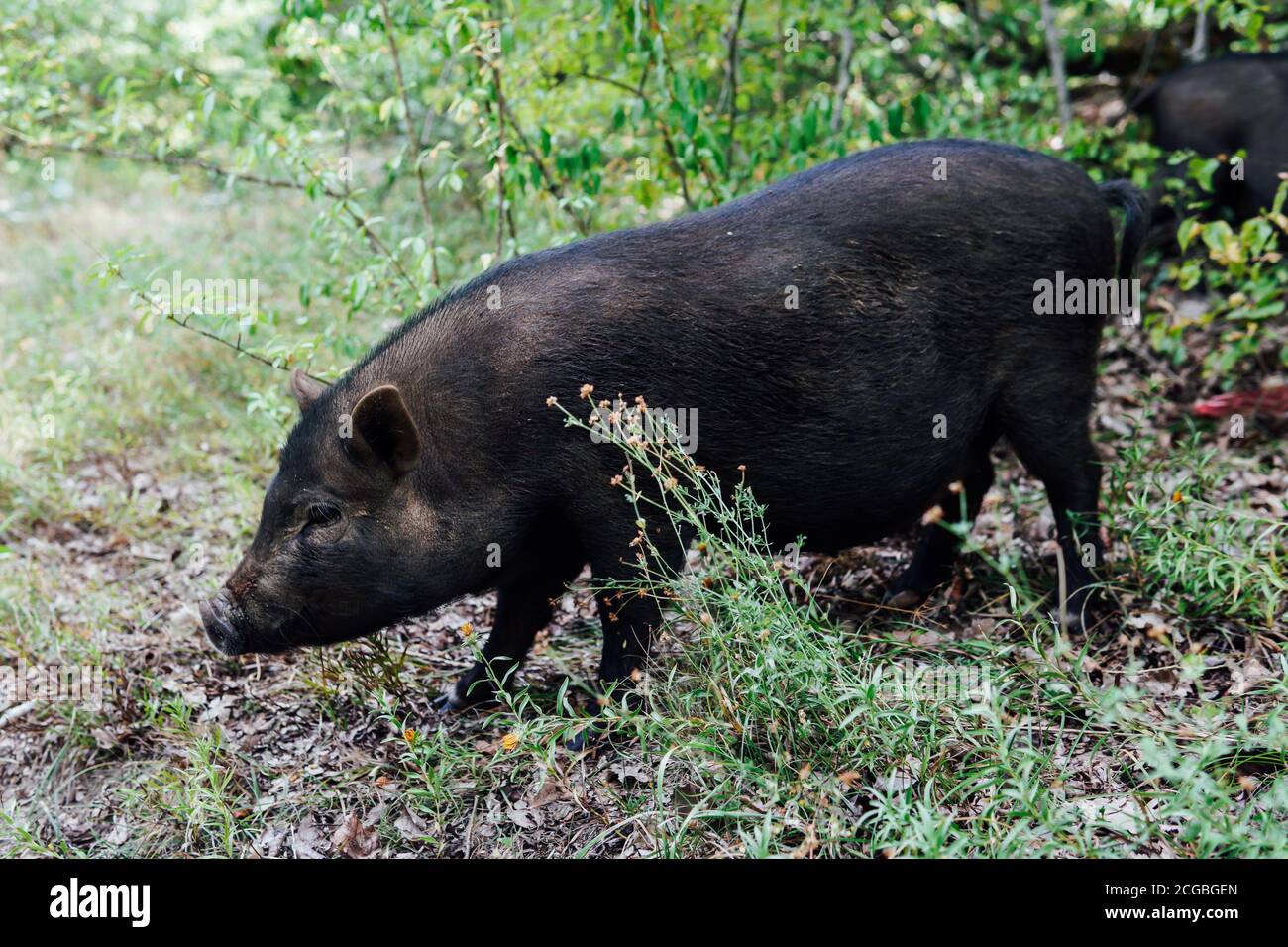 wild boar pig pig animals in the woods Stock Photo - Alamy