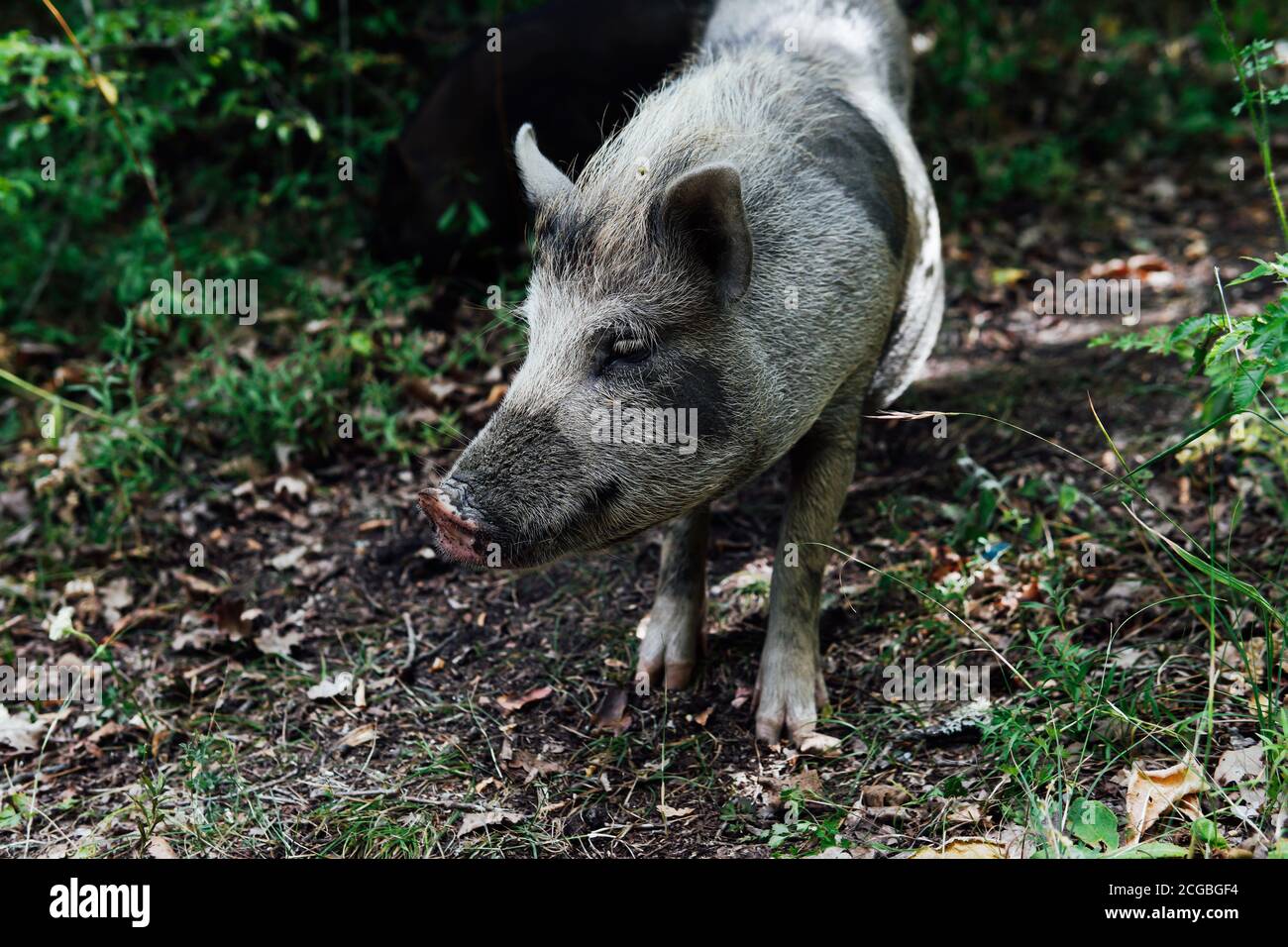 wild boar pig pig animals in the woods Stock Photo - Alamy