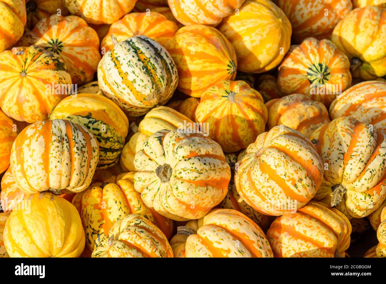 Many pumpkins hi-res stock photography and images - Alamy