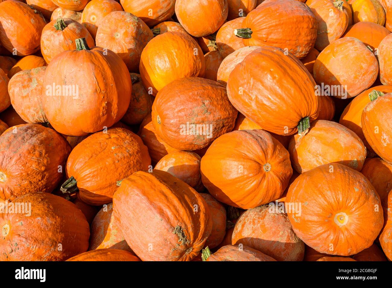 Many pumpkins presented for sale at outdoor market place Stock Photo ...