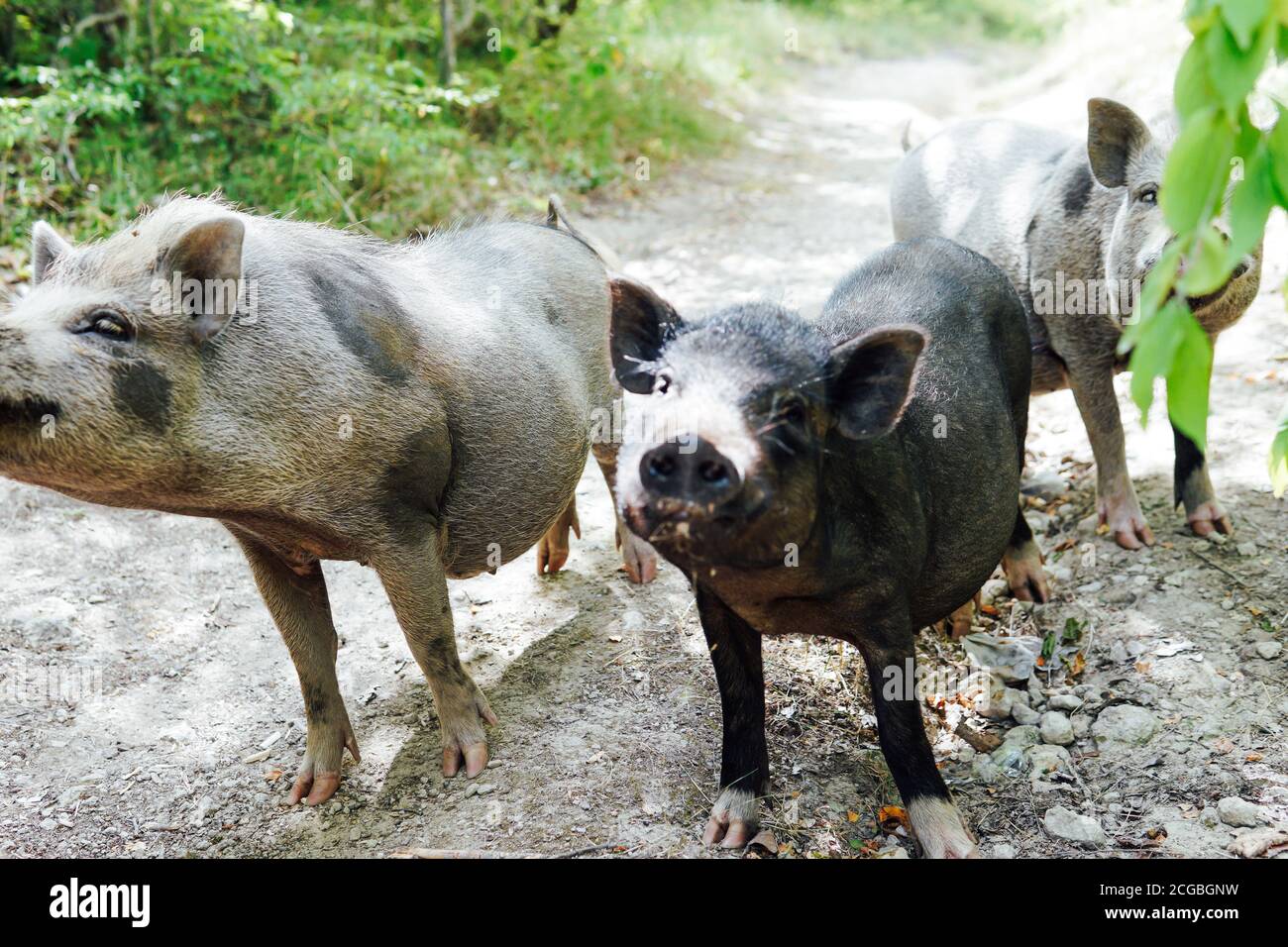 three wild boar pig pigs in the woods Stock Photo - Alamy