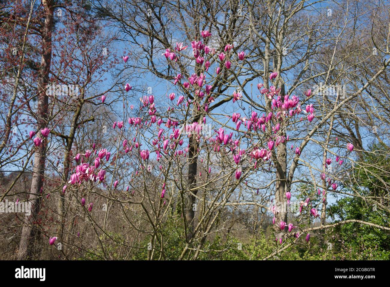 Spring Flowering Bright Pink Magnolia Flowers (Magnolia 'Spectrum ...