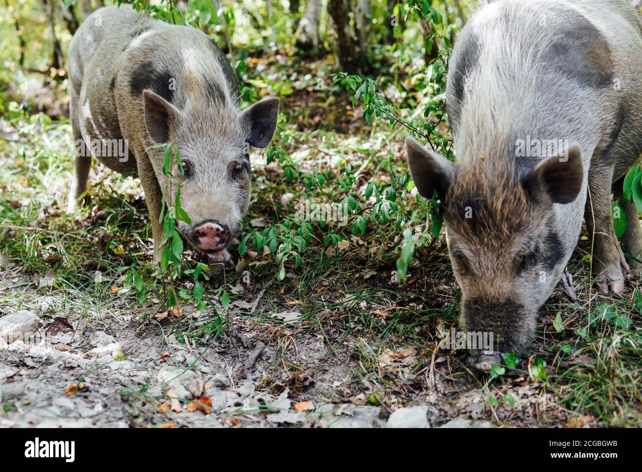 Two wild boar pig pigs in the woods Stock Photo - Alamy