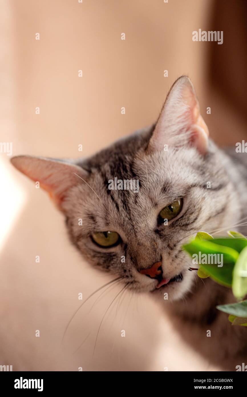 Spring bouquet of fresh flowers and curious kitty. Lovely kitten. the ...