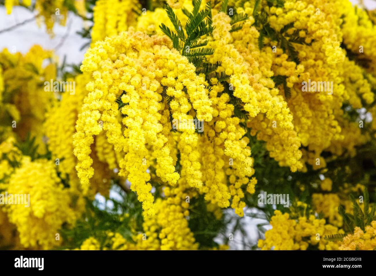 Beautiful mimosa tree bush yellow hi-res stock photography and images ...