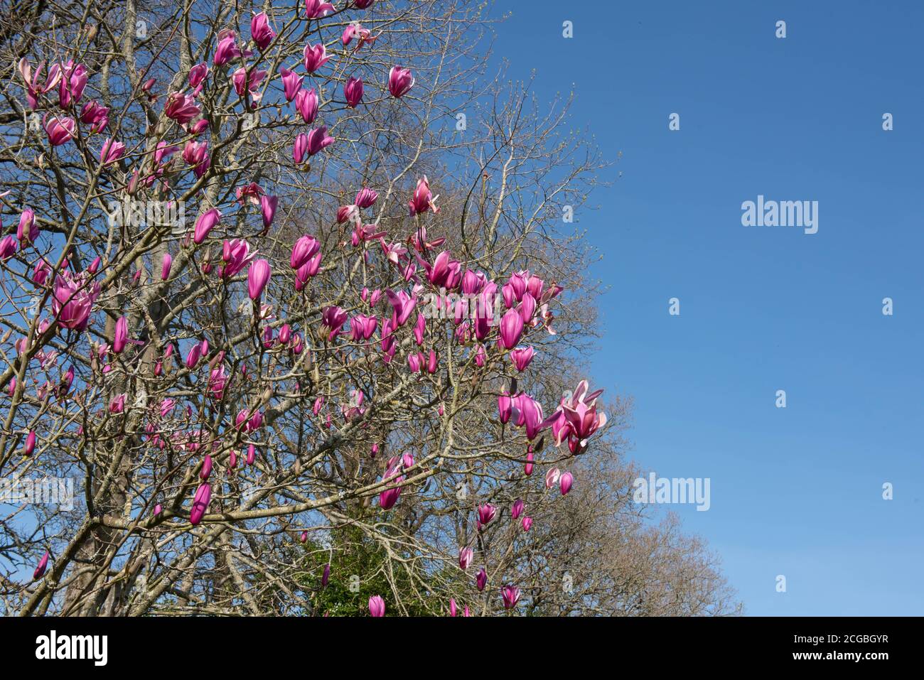 Spring Flowering Bright Pink Magnolia Flowers (Magnolia 'Spectrum ...