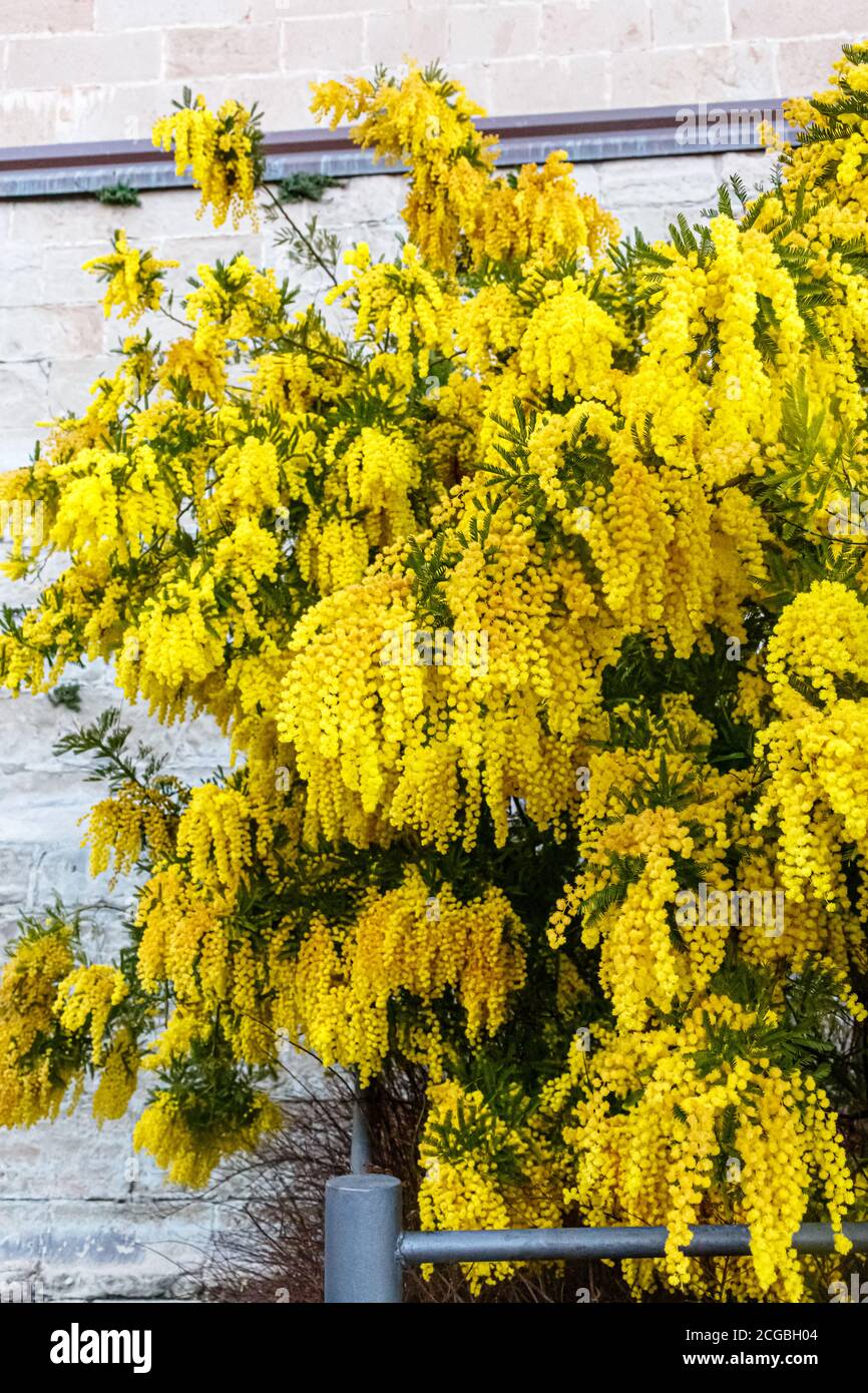 large Mimosa flowers grow on a Bush Stock Photo - Alamy