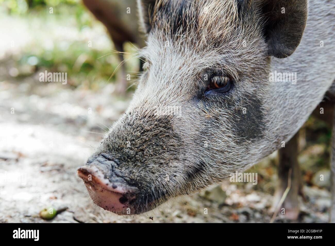 wild boar pig pig animals in the woods Stock Photo - Alamy
