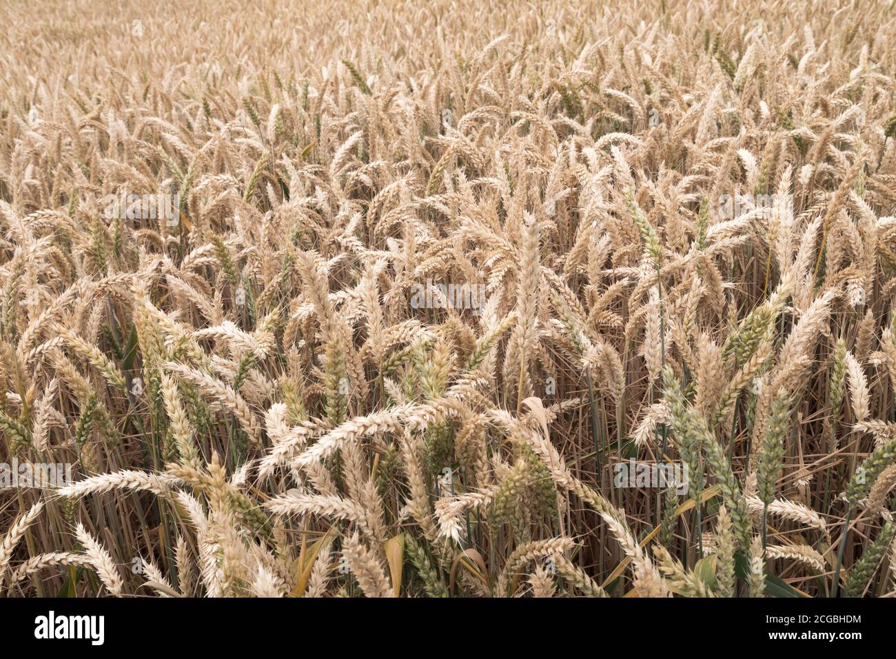 corn field with common barley Stock Photo - Alamy